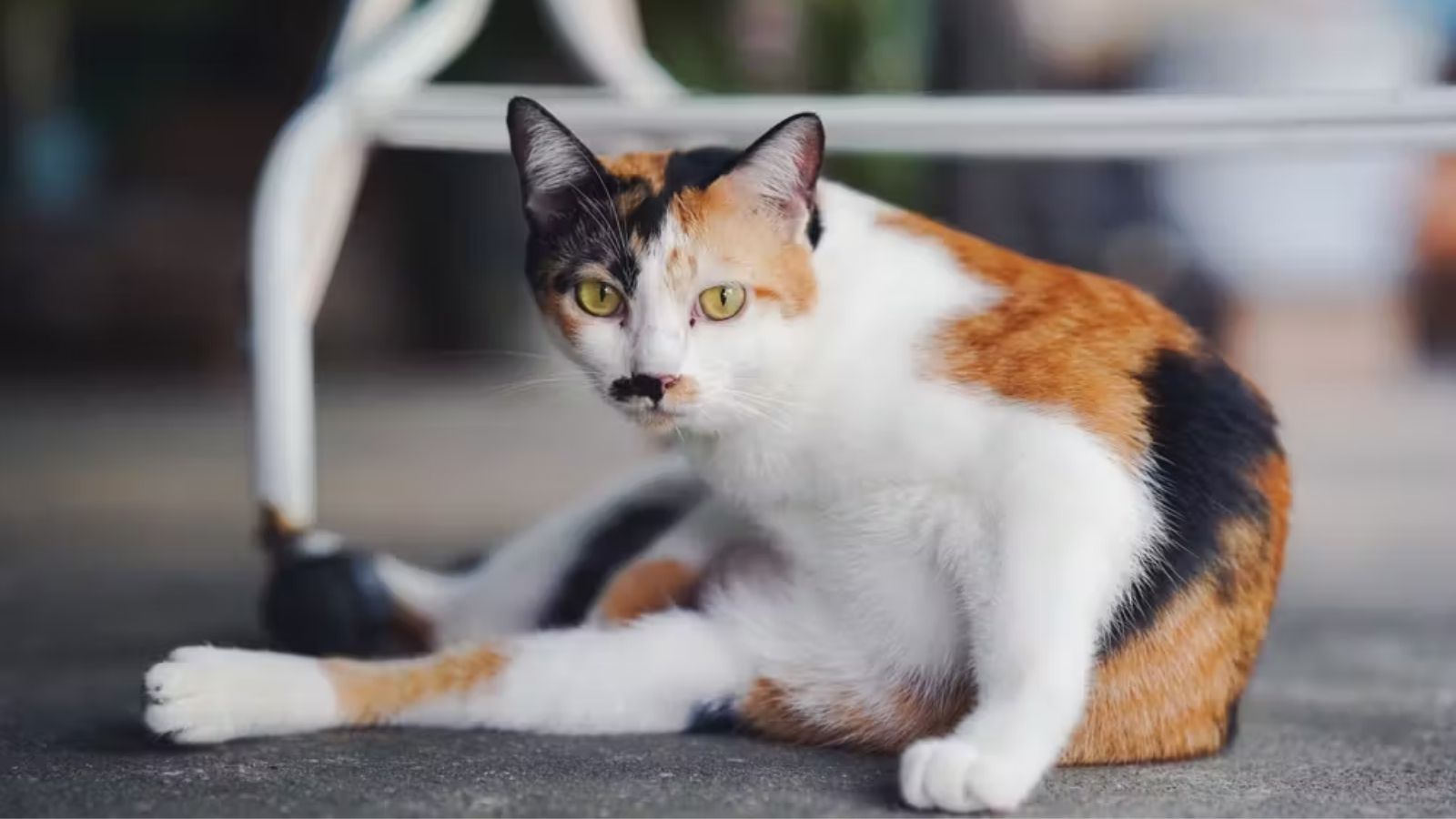 Calico Kedi (Patiska) - Petclass Veteriner Kliniği | Bursa Nilüfer