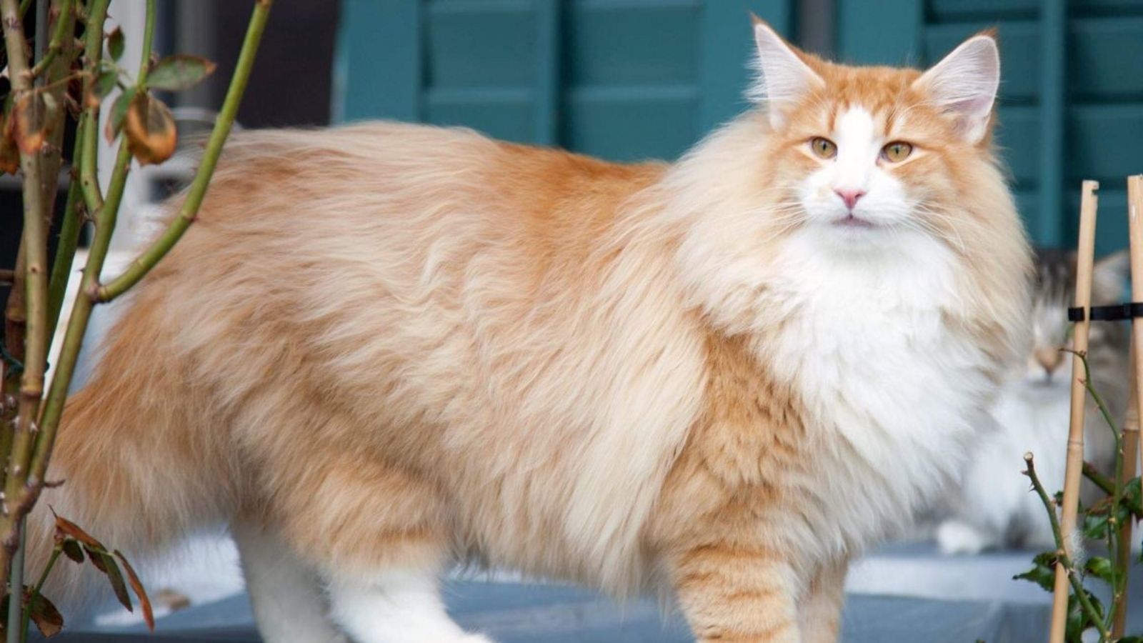Norveç Orman Kedisi - Petclass Veteriner Kliniği | Bursa Nilüfer