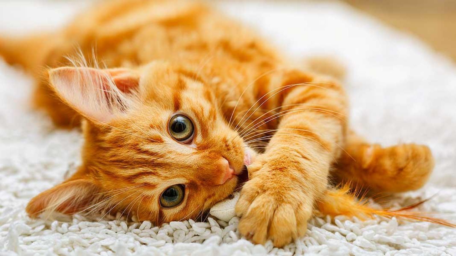 Sarman Kedi - Petclass Veteriner Kliniği | Bursa Nilüfer